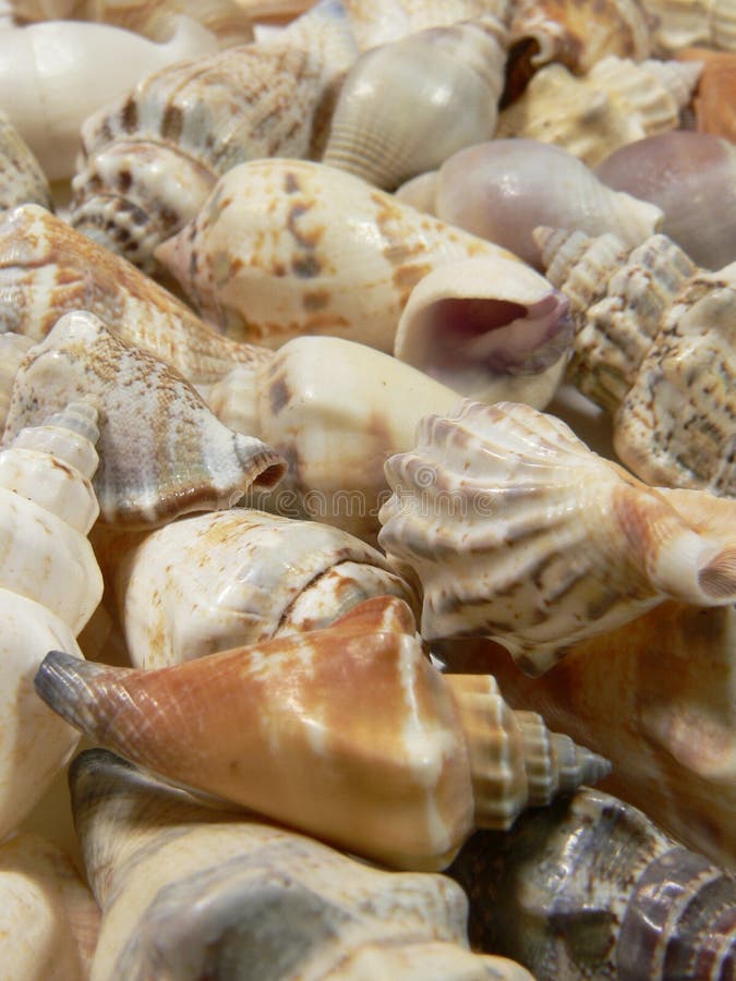 Background Mother of Pearl Shells Stock Image - Image of background ...