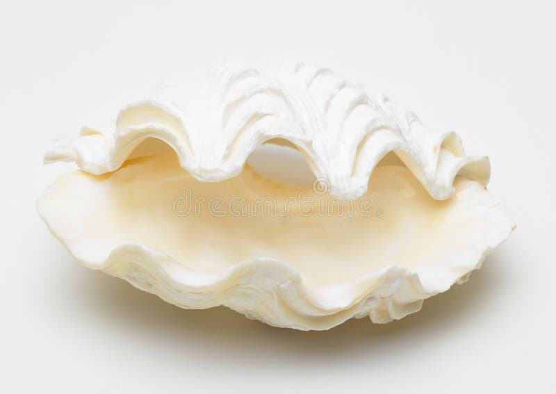 Sea shell stock image. Image of life, conk, shell, white - 39053809