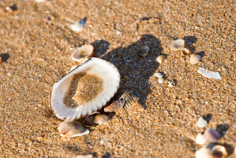 Sea shell stock photo. Image of sand, beach, shell, cockle - 5611252