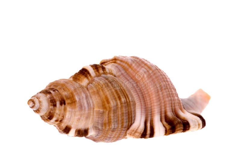 Sea Shell stock image. Image of shell, ocean, conk, oyster - 256143