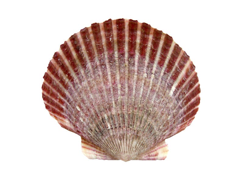 Sea shell stock image. Image of shell, macro, scallop - 5670045