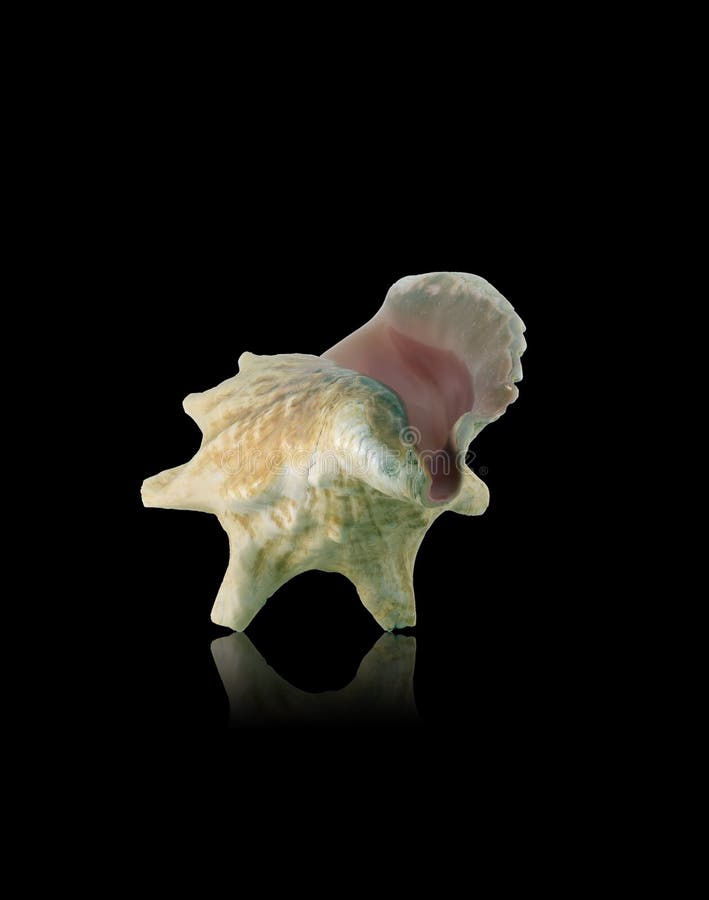 Closeup of Pink and Cream Colored Pearls in Shell Stock Photo - Image ...