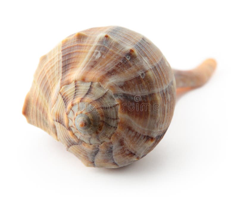 Sea shell stock image. Image of seashell, ocean, mollusc - 5985025