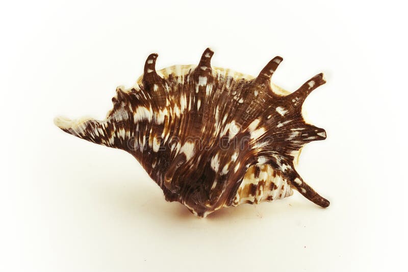 Single Beautiful Sea Shell Isolated Stock Photo - Image of shell ...