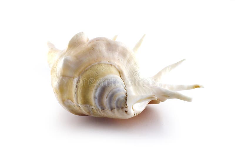 Shell Picture. Image: 85226
