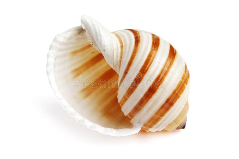 Sea shell stock photo. Image of home, shiny, shell, close - 7130136