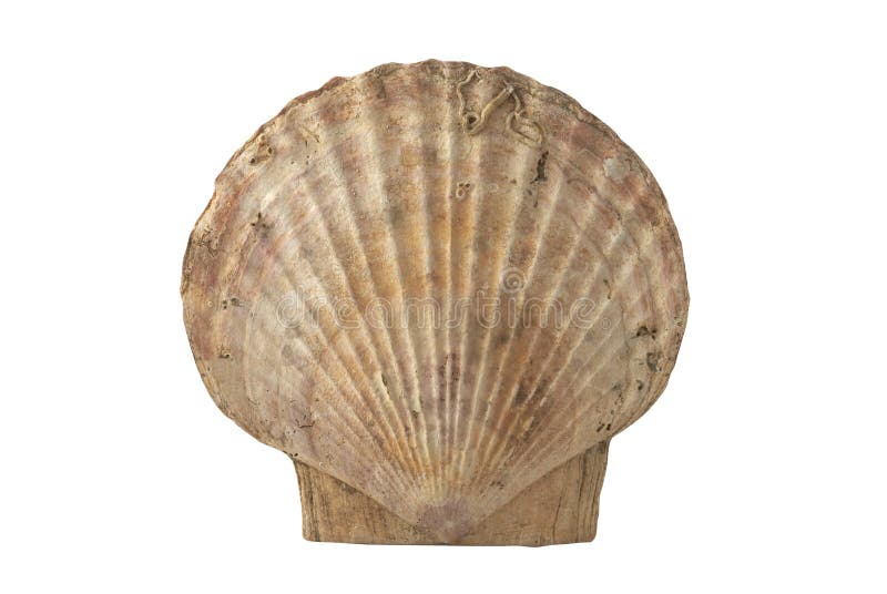 Sea shell stock photo. Image of creature, macro, marine - 7270580