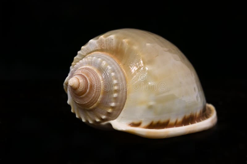 South African Turban Seashell Stock Photo - Image of mollusks, seashell ...