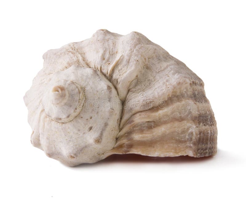 Sea shell stock photo. Image of animal, clams, life, object - 7662414