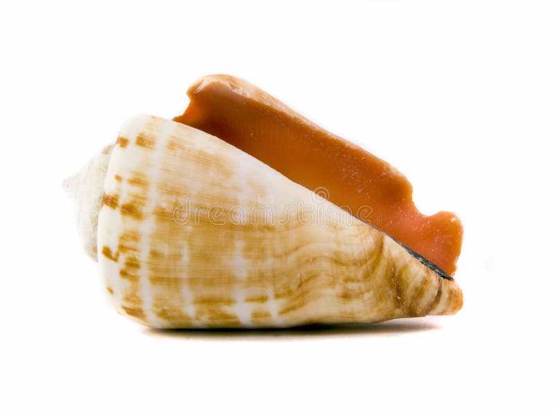 Sea Shell Picture. Image: 7763150