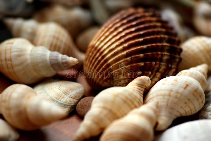 Two brown shells stock image. Image of collect, shells - 798145
