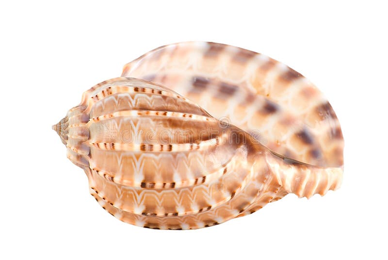 Sea Shell Picture. Image: 8024148