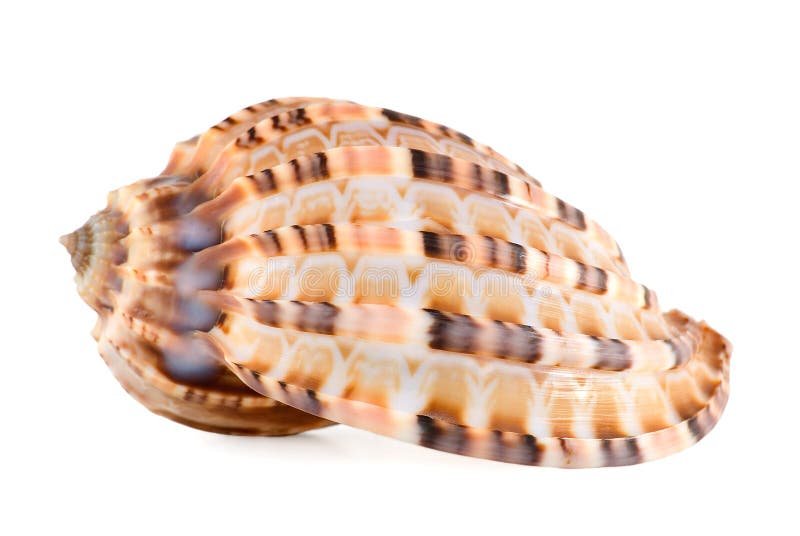 Sea shell stock image. Image of conch, white, cockle, limestone - 8024163