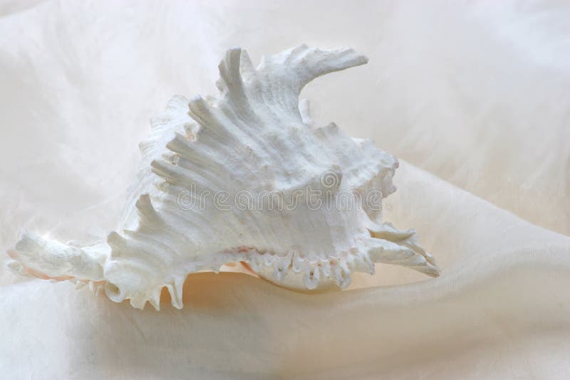 Sea Shell stock image. Image of water, drap, sheer, ocean - 85225