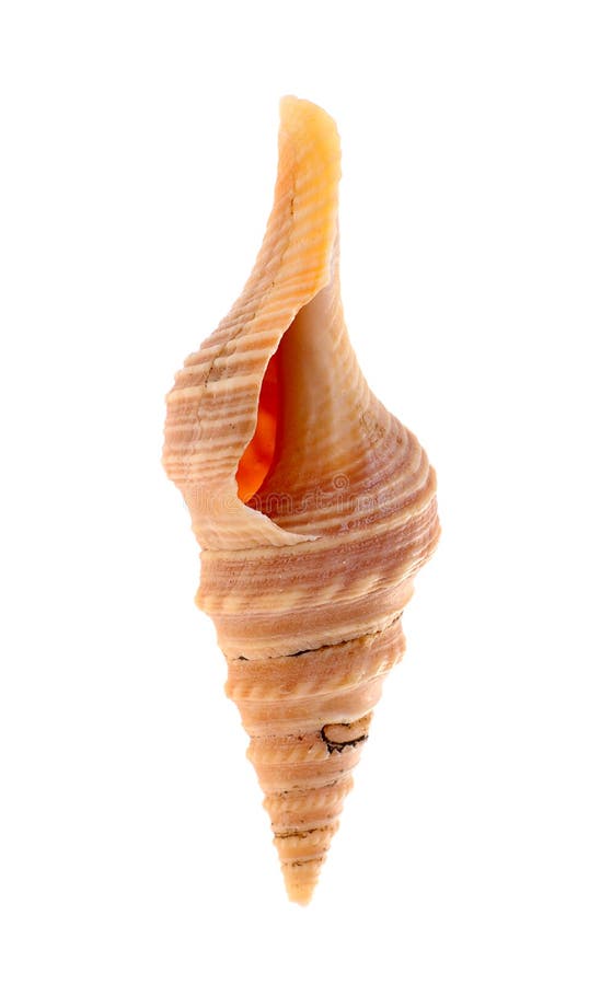 Sea shell stock image. Image of mollusc, mollusk, pinkish - 8522821