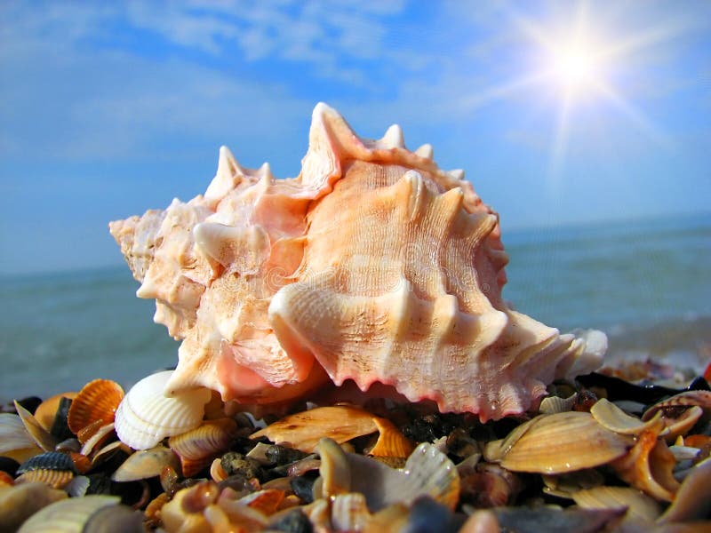 Sea shell stock image. Image of ocean, turquoise, coast - 8556581