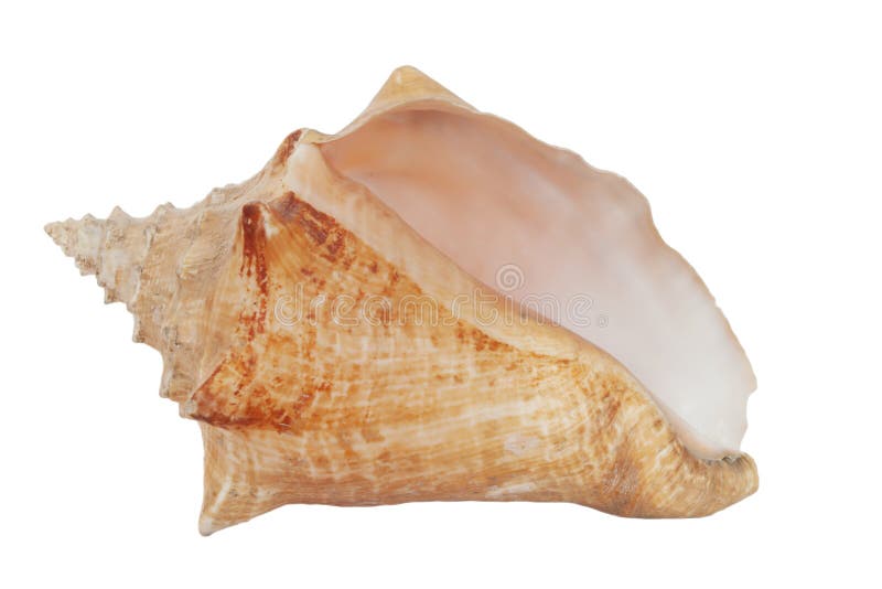 Sea shell stock image. Image of pattern, curl, mollusk - 8759677
