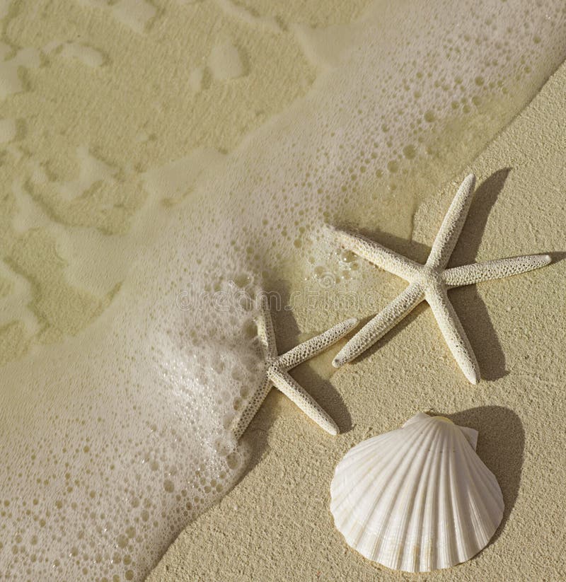 Sea Shells, Sand Dollar on the Beach Stock Photo - Image of holiday ...