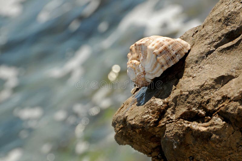 Sea Shell stock photo. Image of stone, idyllic, water - 9026738