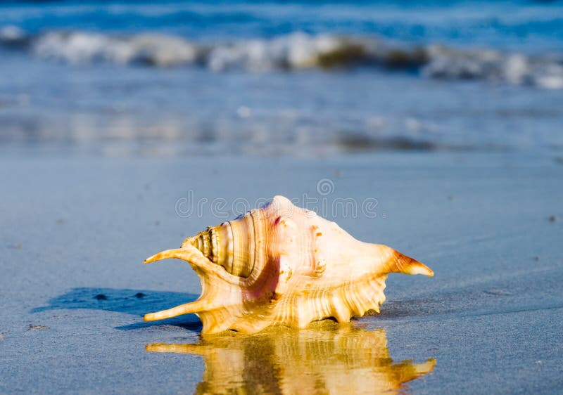 Conch shell on sand stock image. Image of ocean, surf - 5275811