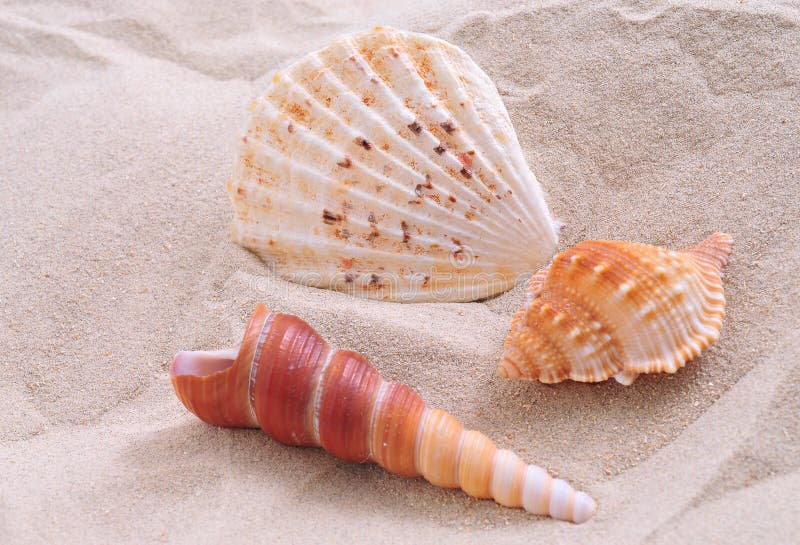 Sea shell stock photo. Image of outdoor, lonely, aquatic - 9963674