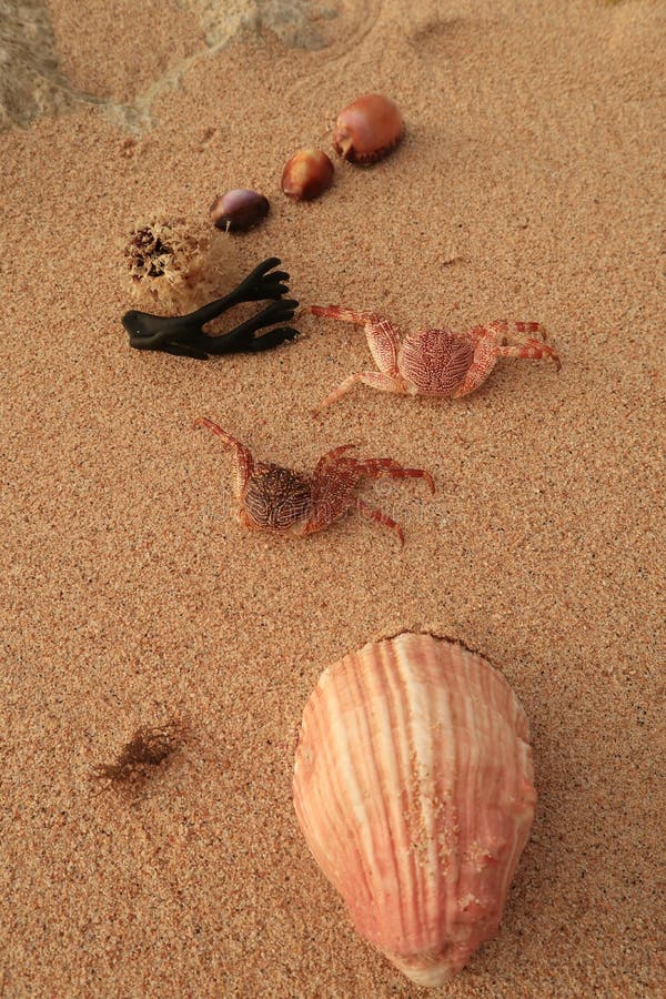 Sea shell stock image. Image of abandoned, sands, arround - 262569365