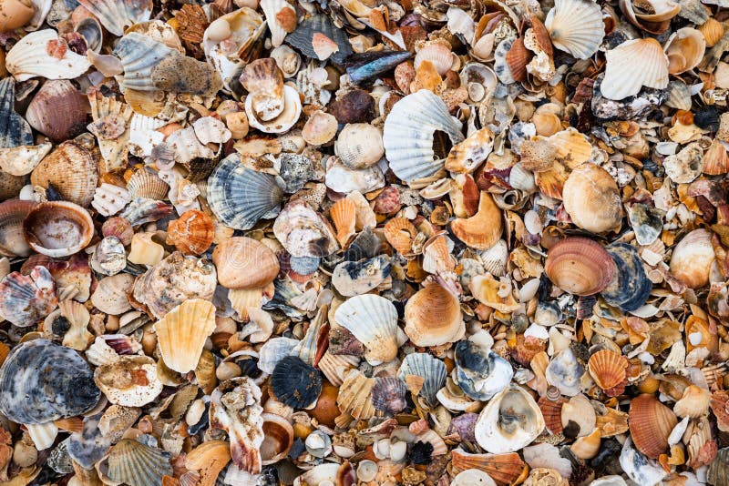 Sea shell Abstract stock photo. Image of south, cape - 52785024