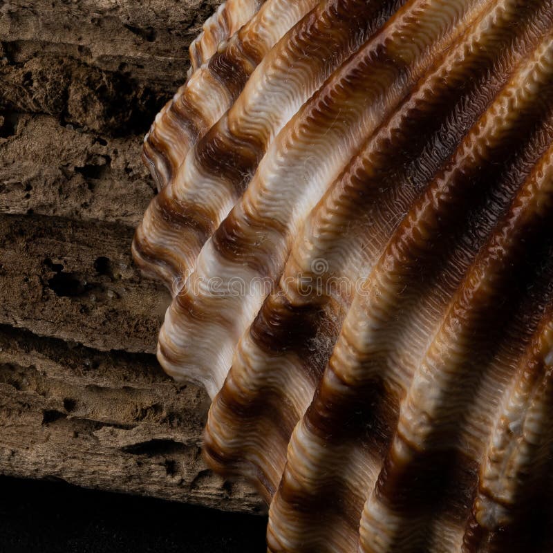Sea Shell Abstract stock photo. Image of nautilus, closeup - 253253734