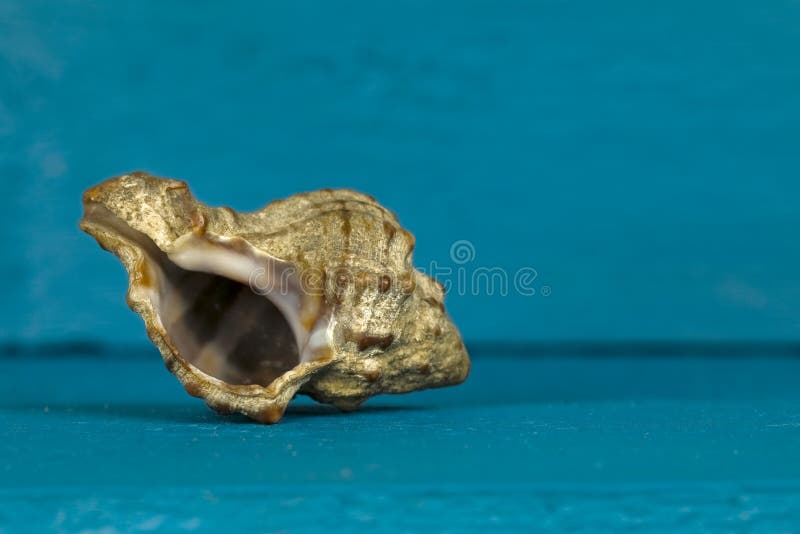 Sea Shell Against Colored Wooden Background Stock Photo - Image of ...