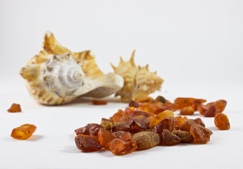 Sea Shell and Amber on the White Background Stock Photo - Image of ...