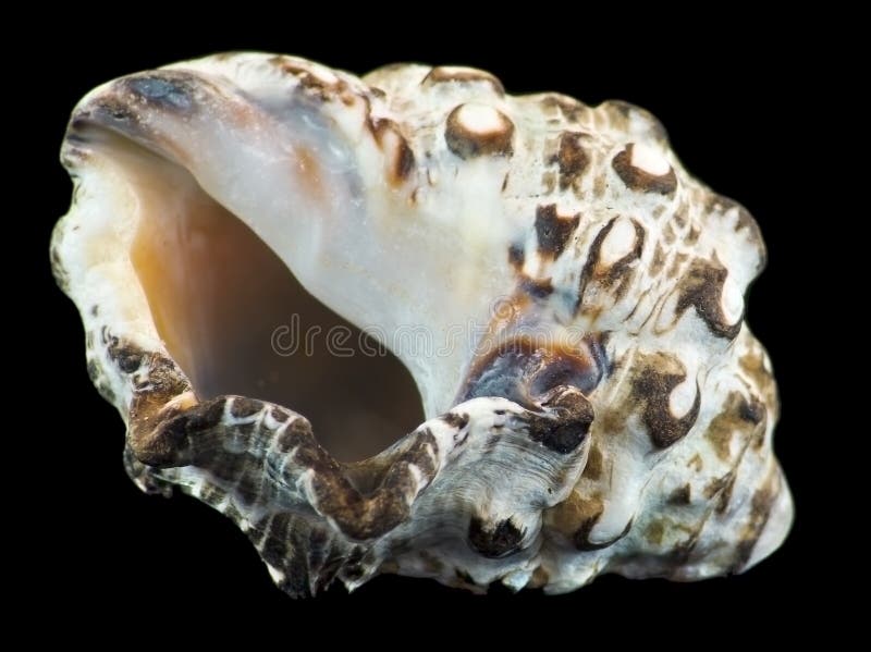 Sea-shell of the Aqaba Gulf Stock Photo - Image of vacation, israel ...