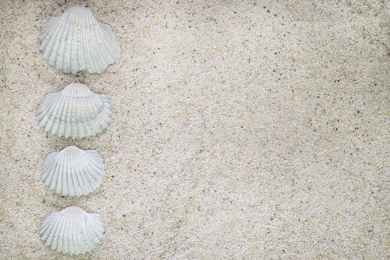 Sea Shell Arranged in Row at the Side on Sand Stock Photo - Image of ...