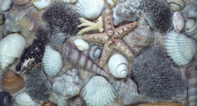 Sea Shell Arranged in Shapes on Sand Mirror Effect Stock Image - Image ...