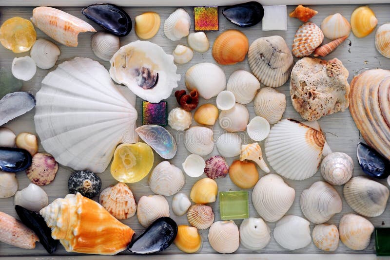 Sea Shell Arrangement in Frame Stock Image - Image of tropical, shore ...