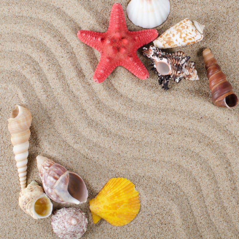 Sea shell as a background stock photo. Image of coast - 21875064