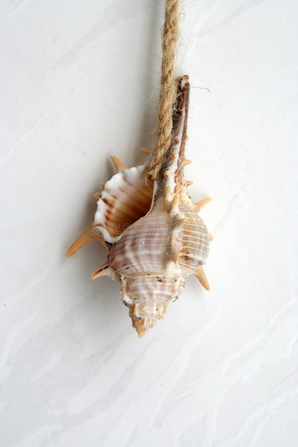Sea Shell As a Wall Decoration. Sea Shell. Stock Photo - Image of area ...