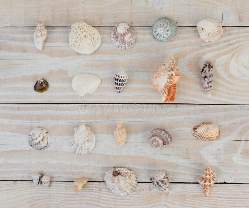 Sea Shell Assortment stock photo. Image of nature, decoration - 39240314