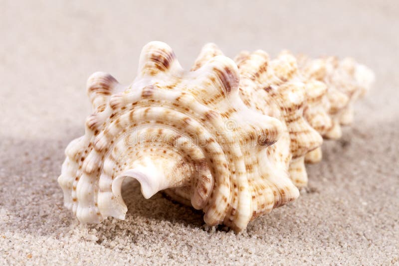 Sea Shell of Auger Snail Lying on the Sand, Close Up Stock Photo ...