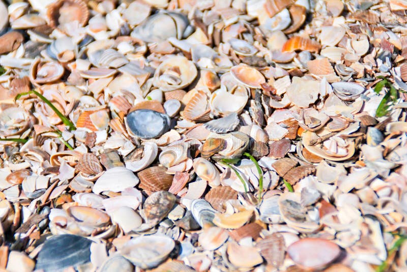 Shell seamless background. stock photo. Image of mollusk - 9605784