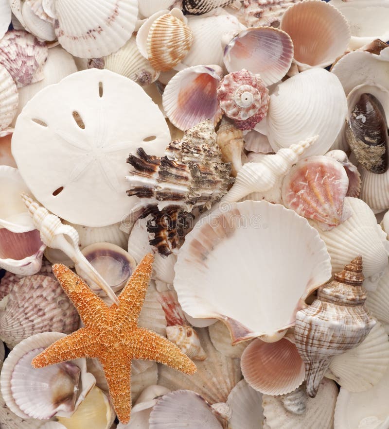 Sea Shell Background stock photo. Image of marine, sand - 14121758