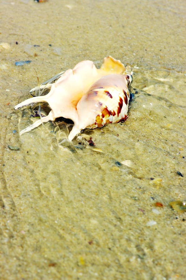 Sea Shell Background Template for Website, Abstract Info Graphics ...