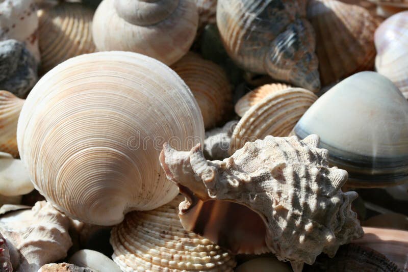 Sea Shell Background Picture. Image: 2025923