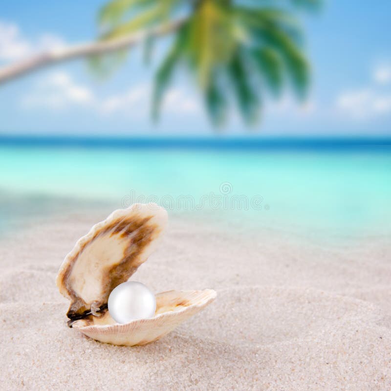 Sea shell background stock photo. Image of space, nature - 24261214