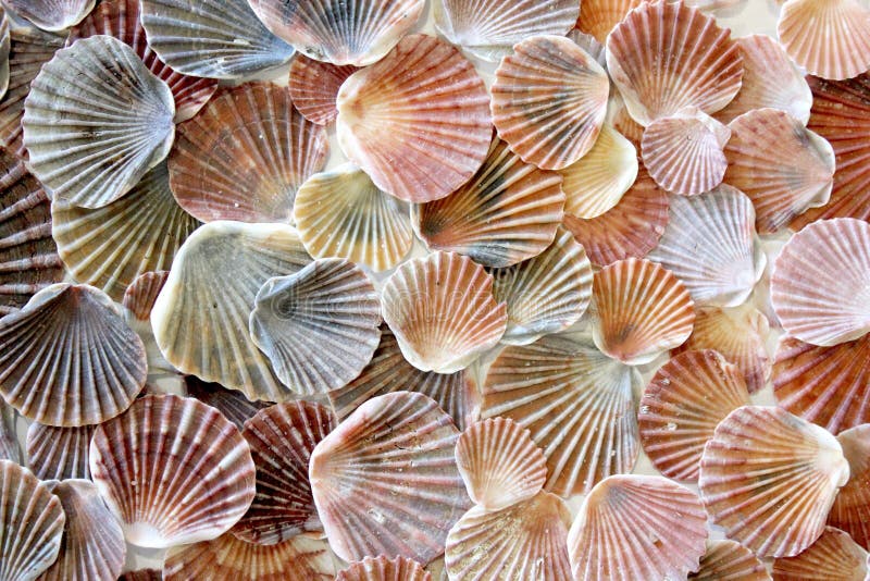 Sea Shell Background 2 stock image. Image of beautiful - 82133537