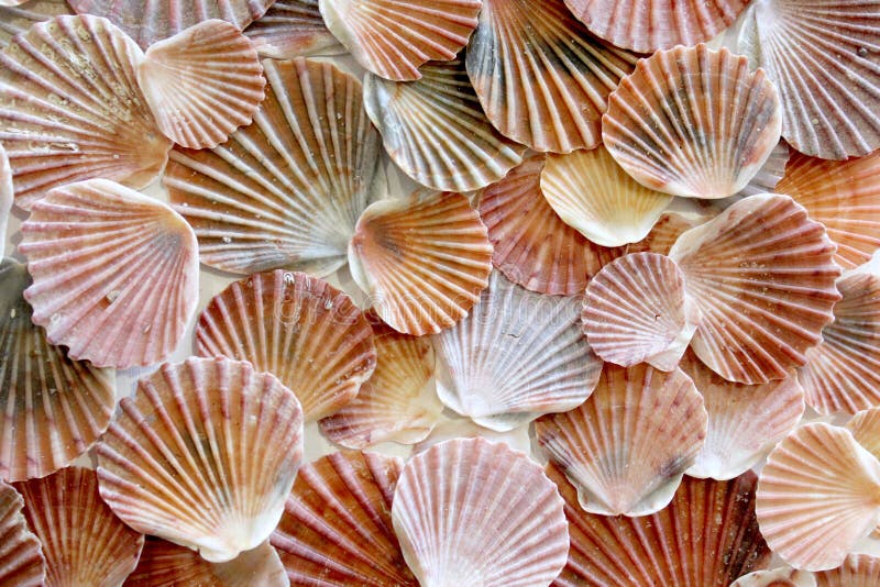 Sea Shell Background 4 stock photo. Image of scallop - 82135070