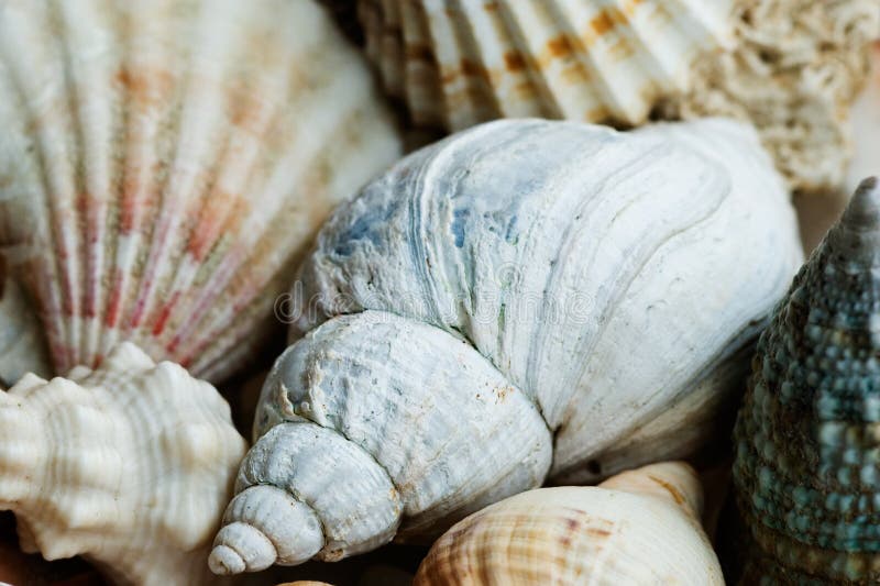 Sea Shell Background Pattern Stock Image - Image of shells, seashell ...
