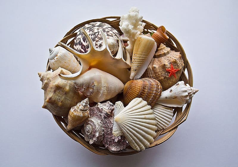 Sea shell basket. stock image. Image of shells, basket - 55241511