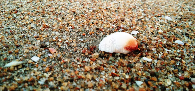 Sea shell in beach stock photo. Image of seafood, food - 247402374