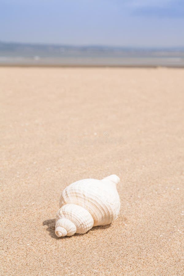 Paper Nautilus Shell with Ocean , Beach and Seascape Stock Photo ...