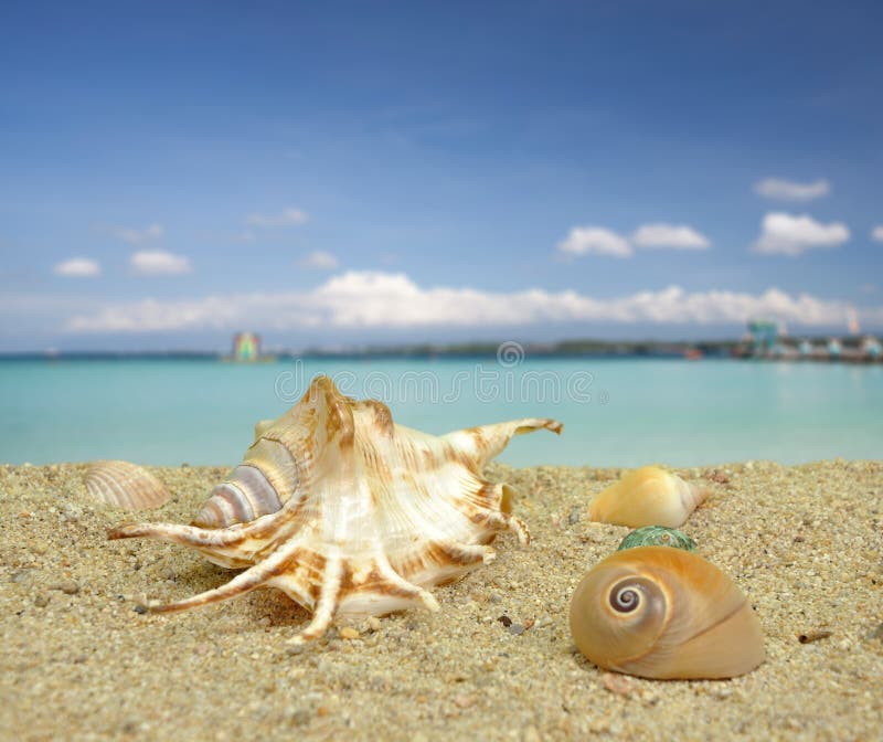 Sea shell on the beach stock photo. Image of shell, nautilus - 26556246